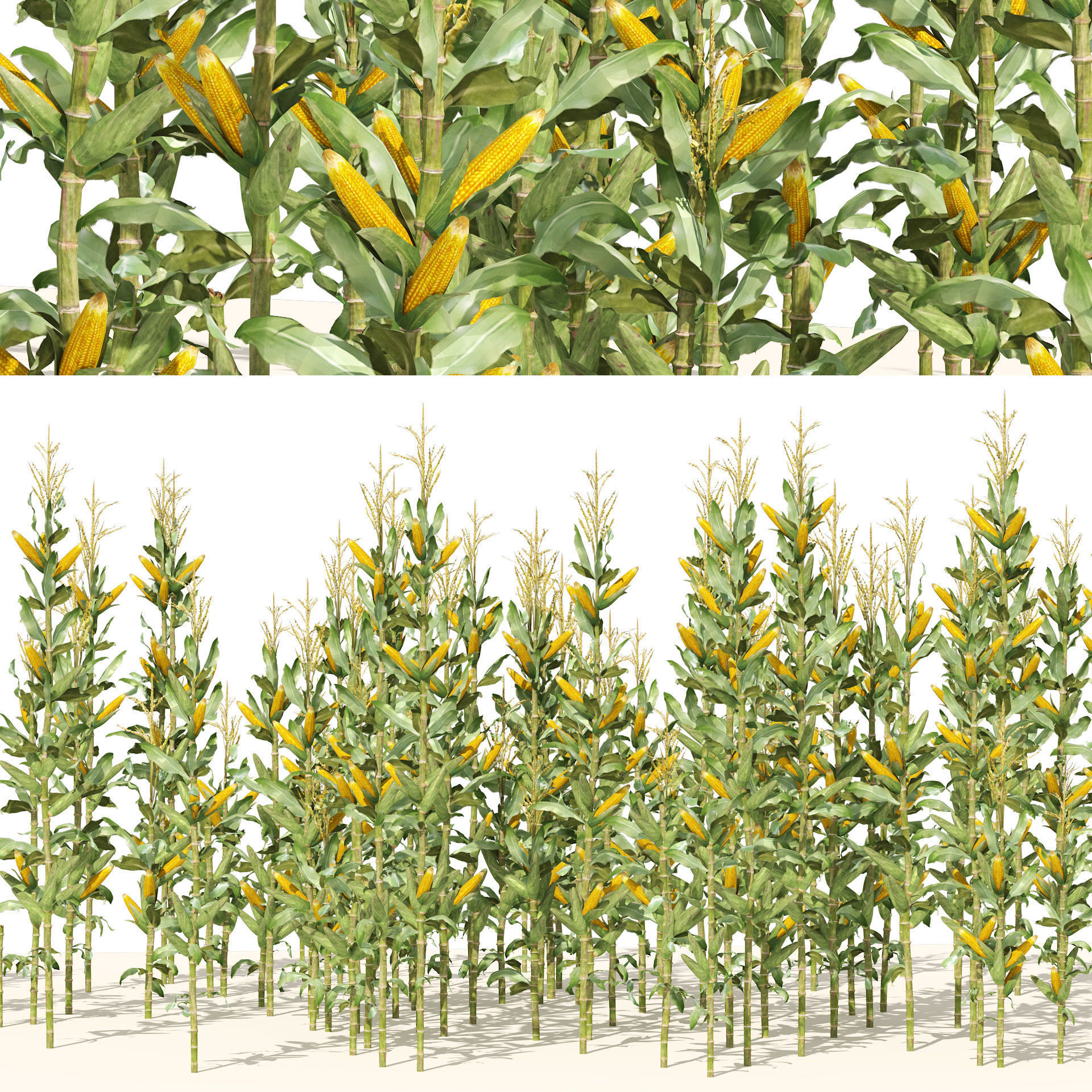 3D model Corn cluster VR / AR / low-poly | CGTrader