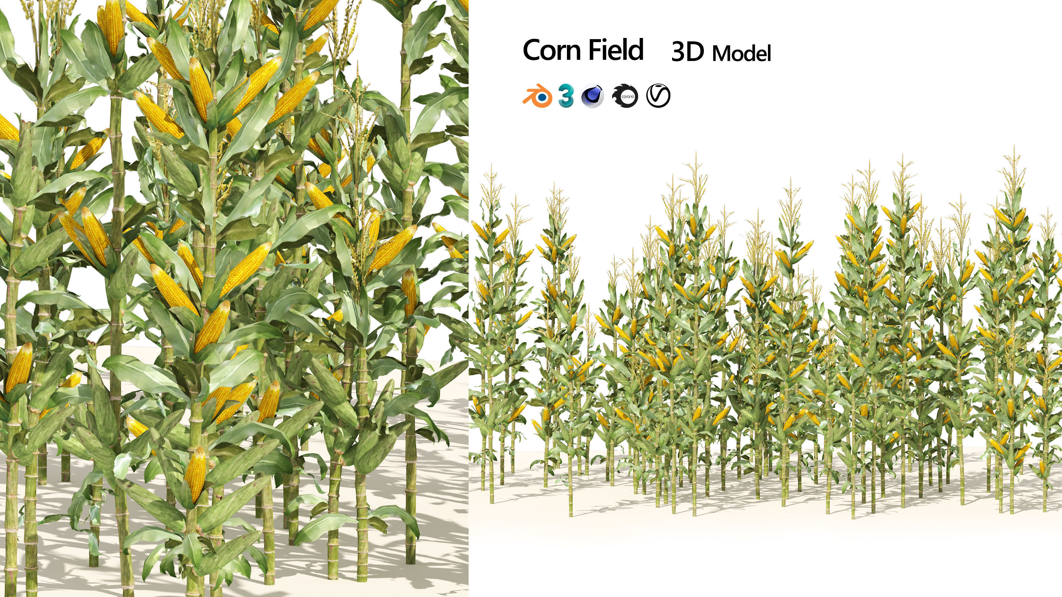 3D model Corn cluster VR / AR / low-poly | CGTrader