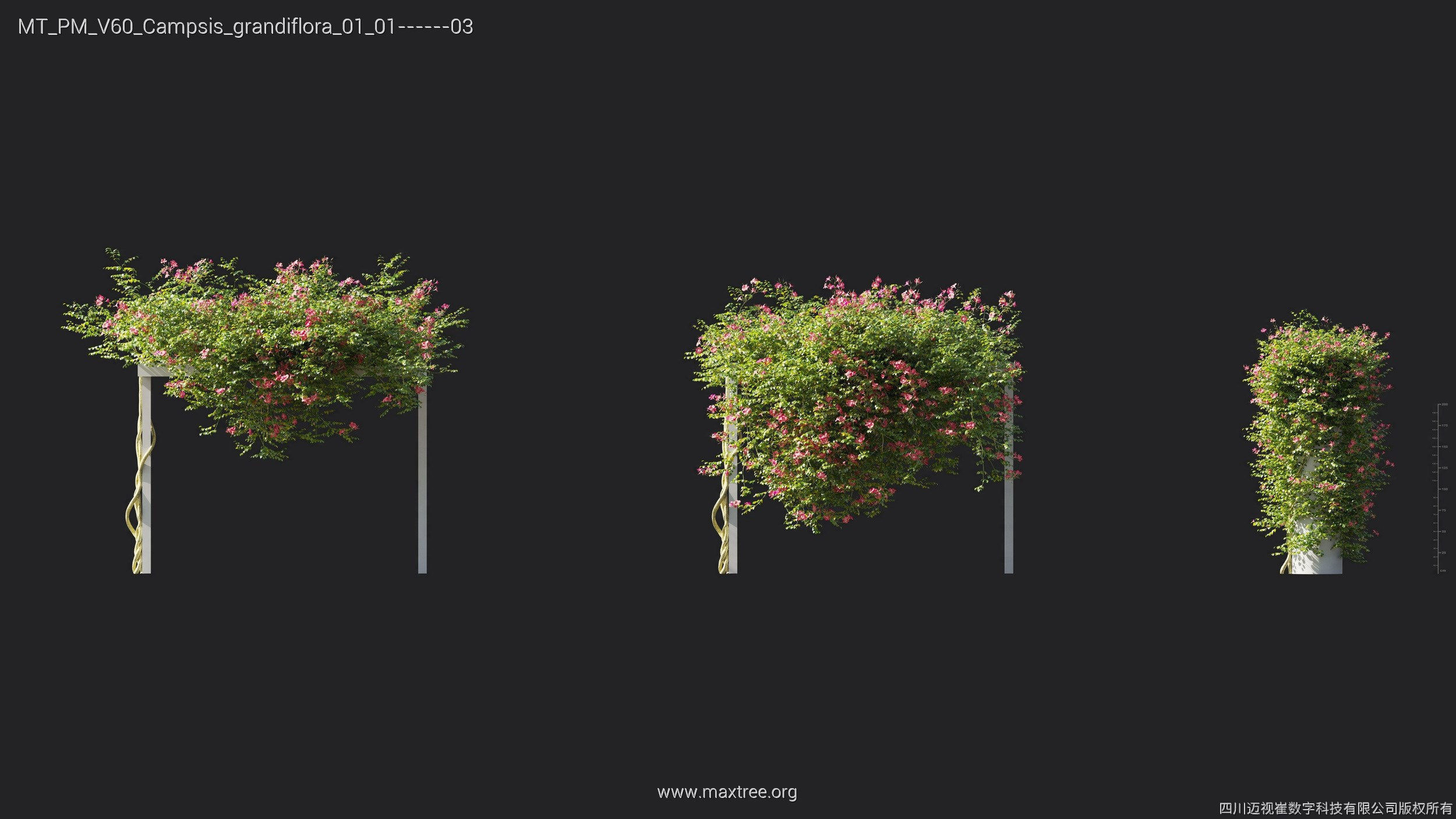 Maxtree Plant Models Vol 60 - Mesh free 3D model | CGTrader