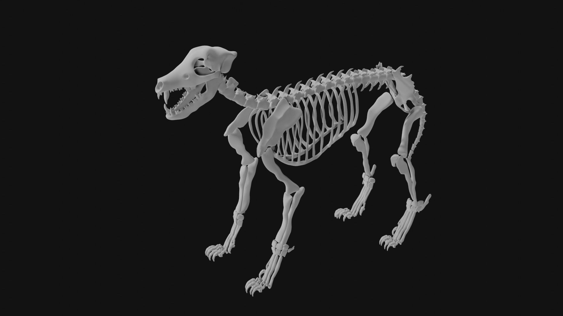 Wolf skeleton 3D model | CGTrader