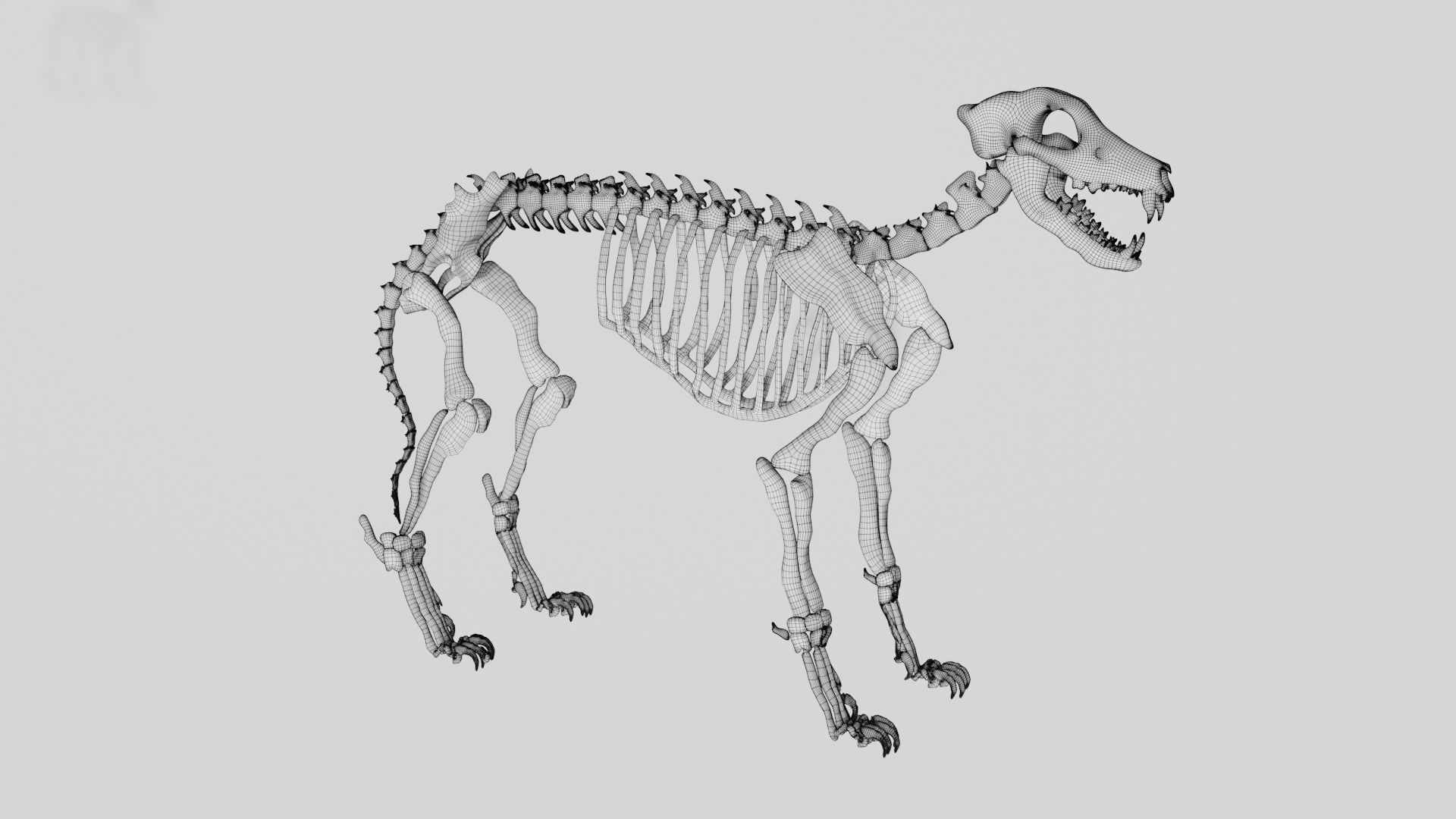 Wolf skeleton 3D model | CGTrader