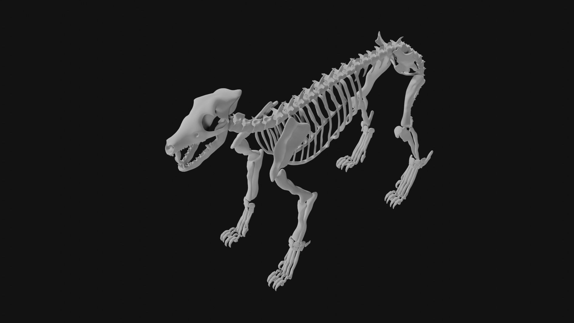 Wolf skeleton 3D model | CGTrader