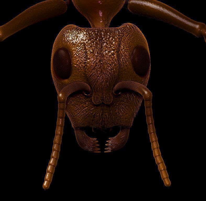 Ant different poses 3D model 3D printable | CGTrader