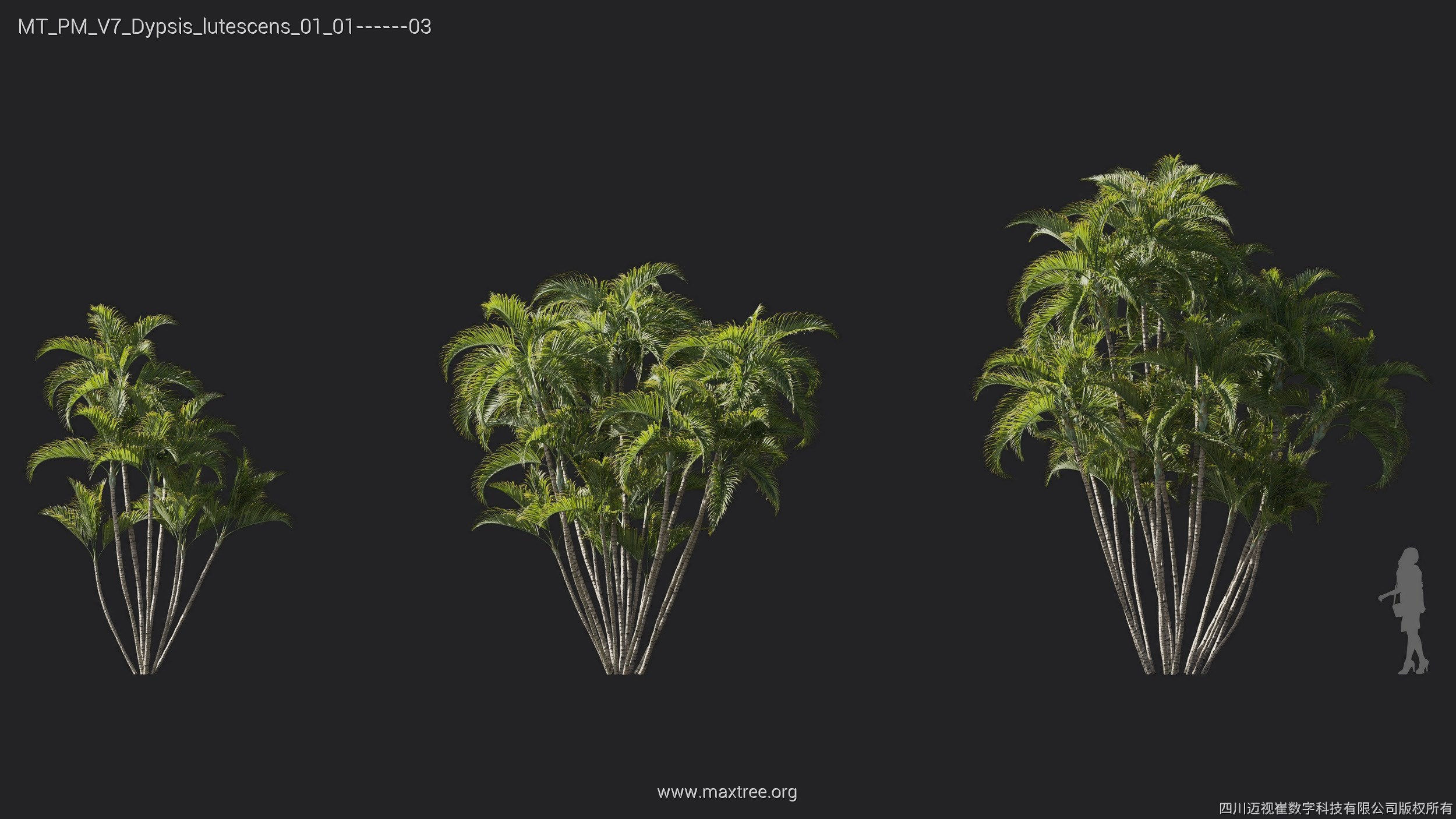 Maxtree Plant Models Vol 7 - Mesh 3D model | CGTrader