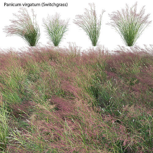 Panicum virgatum - Switchgrass 3D model | CGTrader