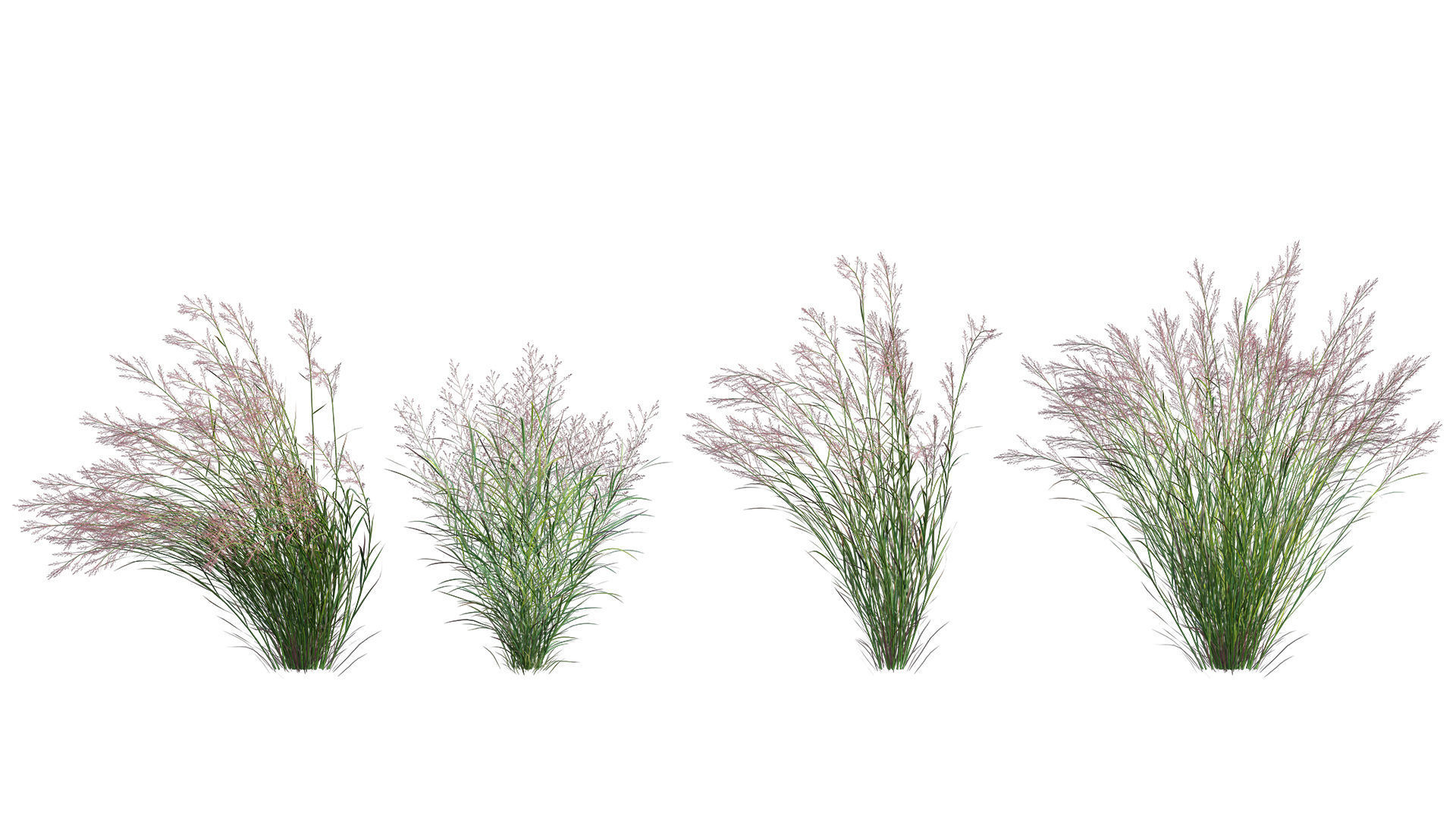 Panicum virgatum - Switchgrass 3D model | CGTrader