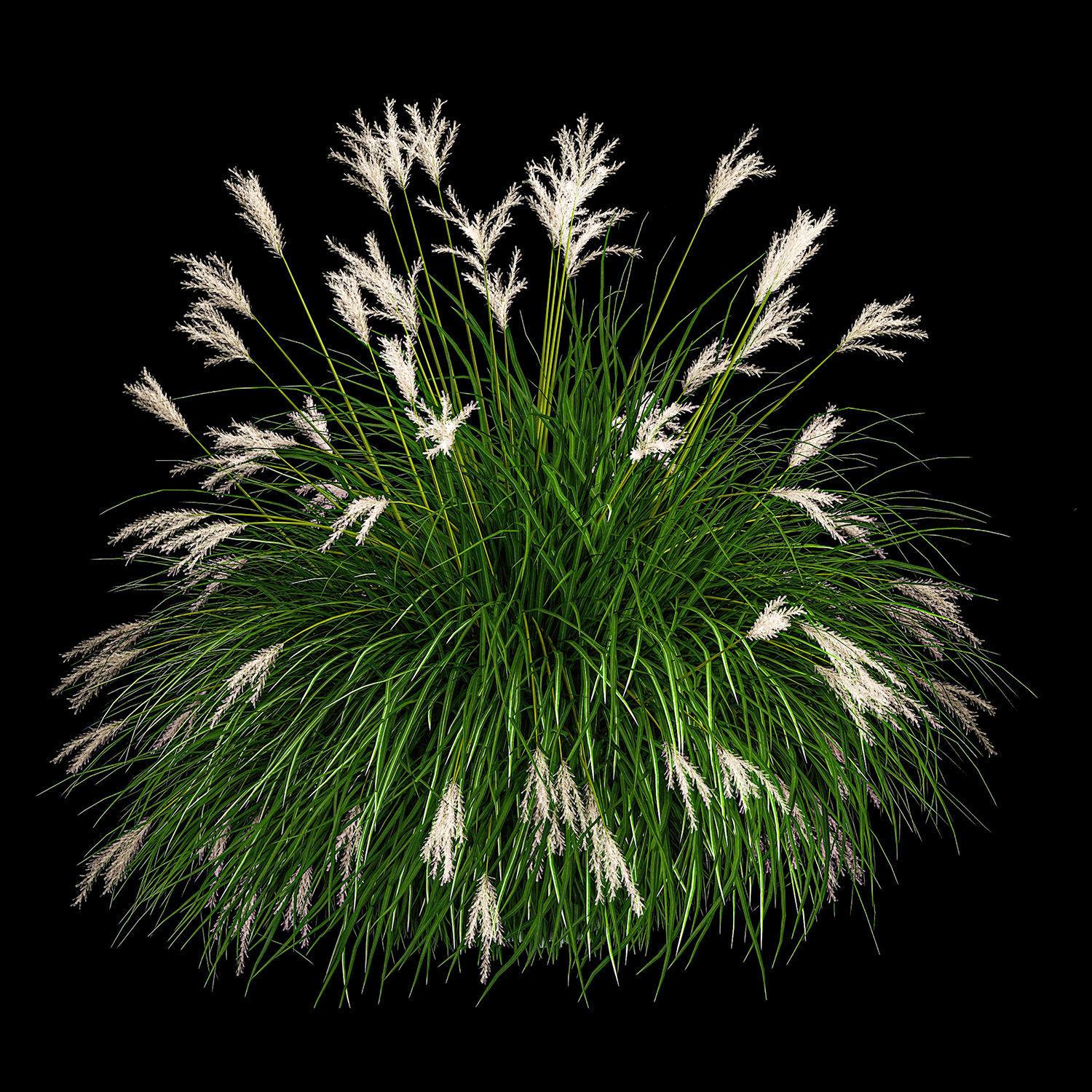 Ornamental Bushes For Landscape Design 1131 3D model | CGTrader