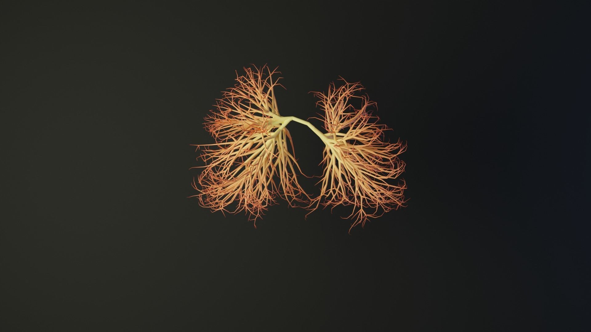 Human lungs made out of lines Unrolling growing animation 3D model ...