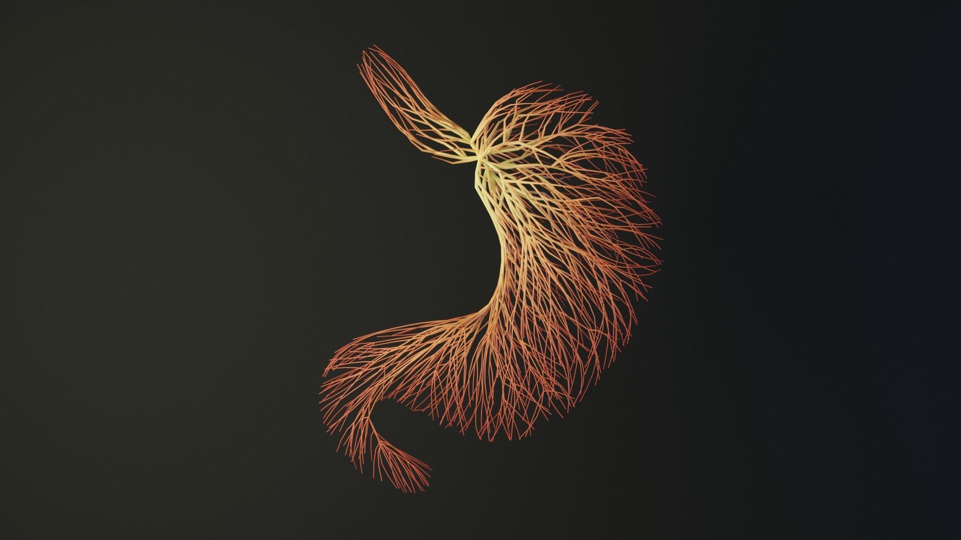 Human stomach made out of lines Unrolling growing animation 3D model ...