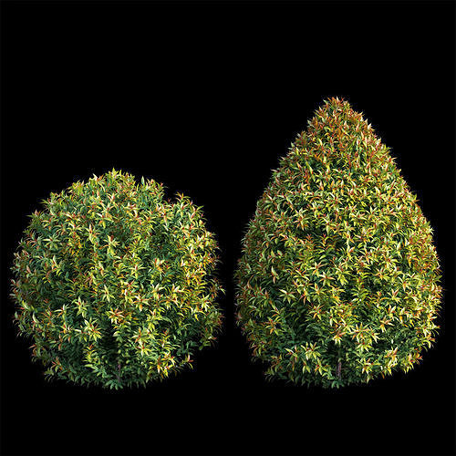 Syzygium campanulatum plant set 06 3D model | CGTrader