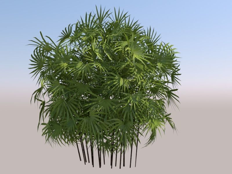 Palm tree free 3D model | CGTrader