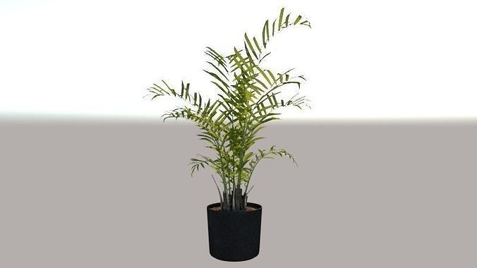 3d potted palm tree plant free 3D model | CGTrader