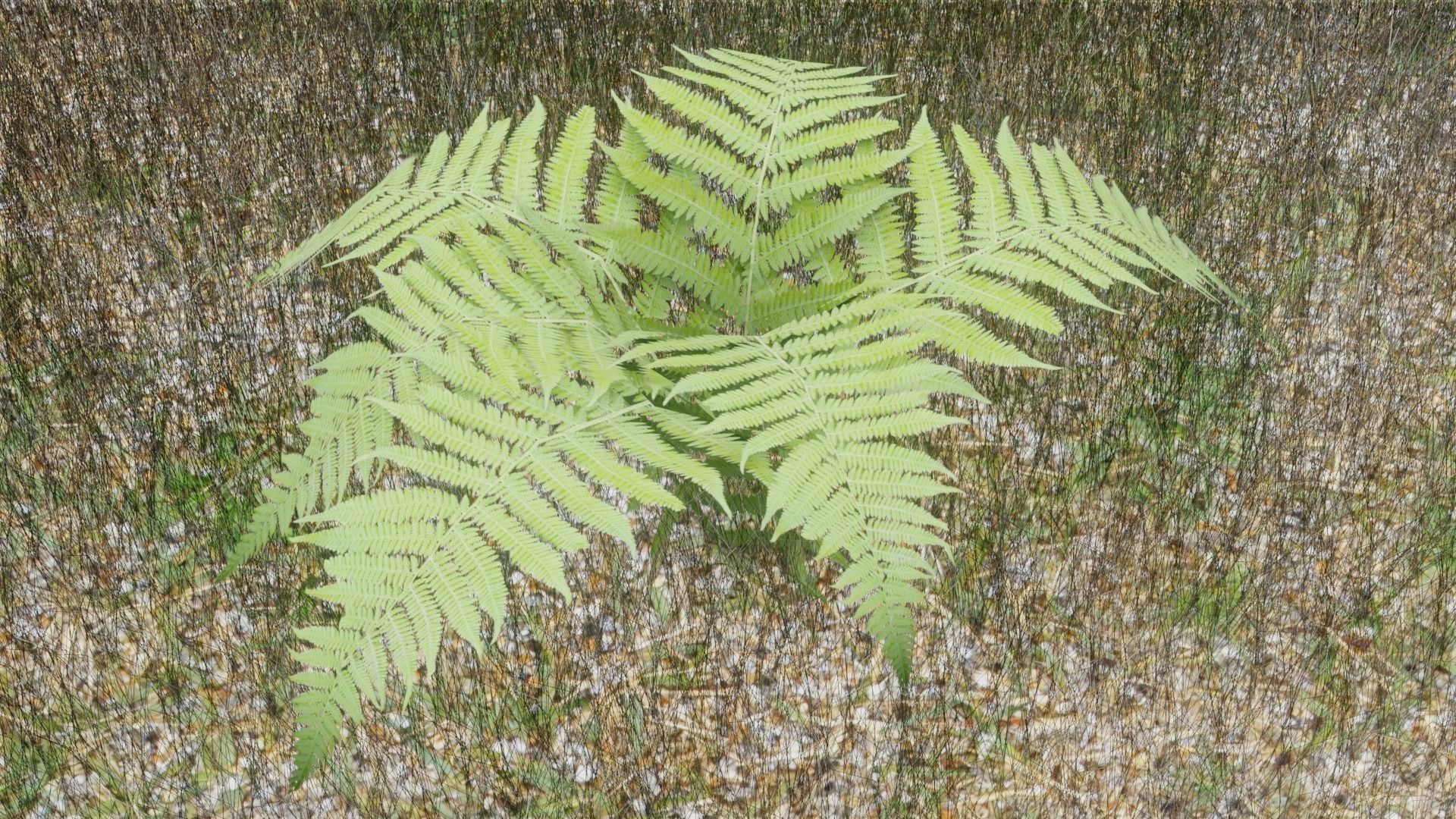 3D model Small Fern VR / AR / low-poly | CGTrader