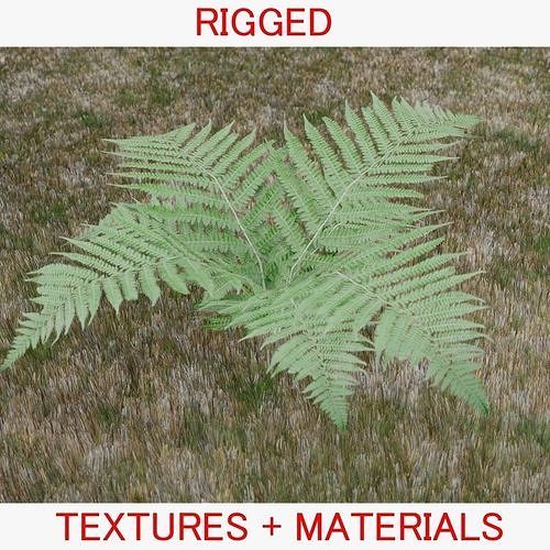3D model Small Fern Rigged VR / AR / low-poly | CGTrader