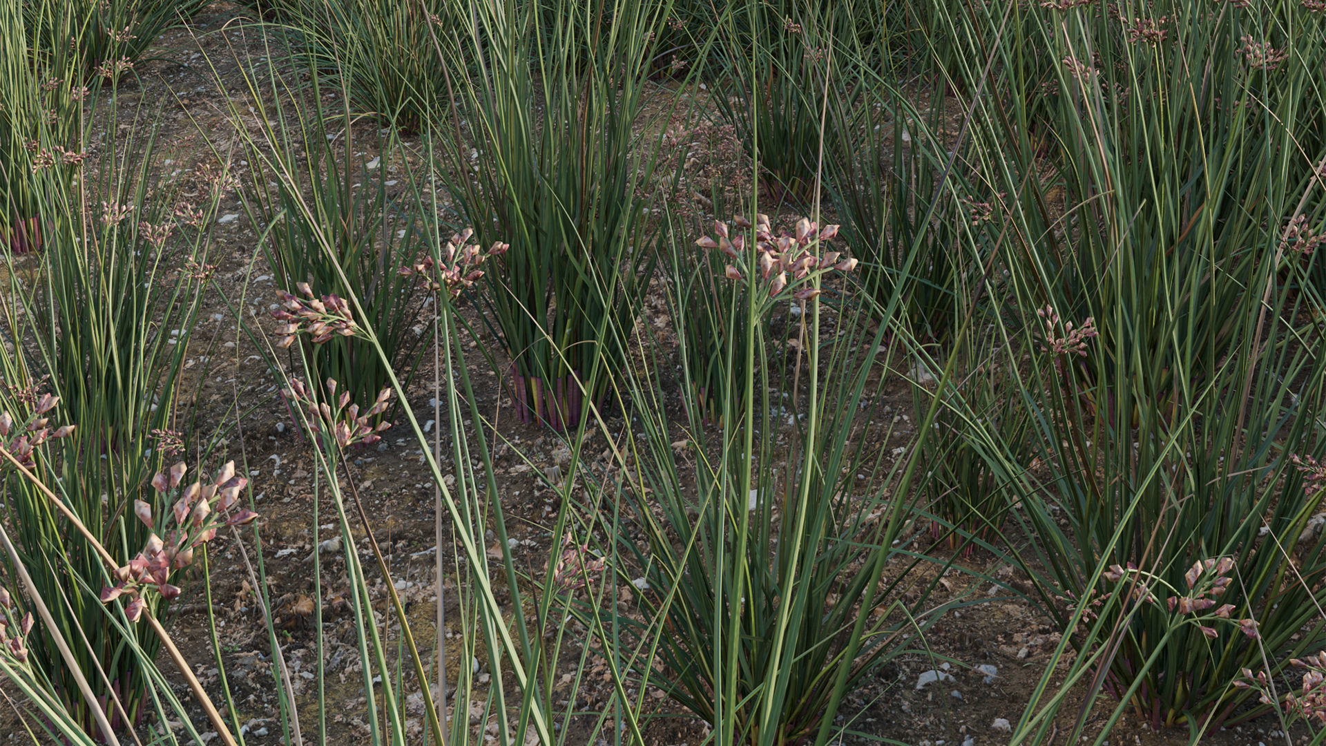 Juncus effusus - Common Rush 3D model | CGTrader