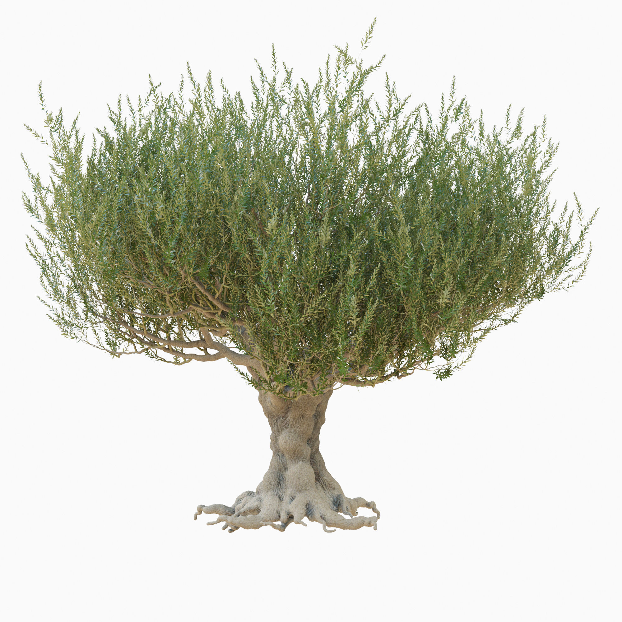 Old olive tree 2 3D model | CGTrader