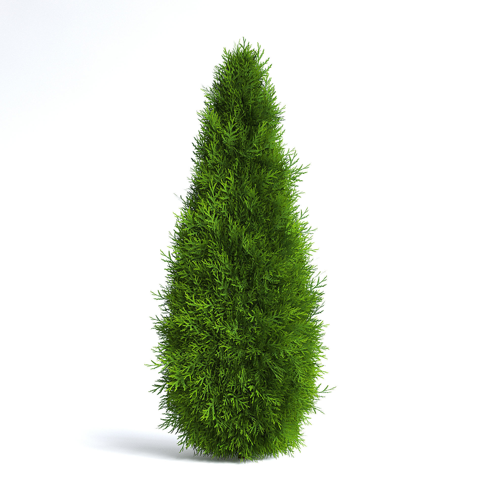 6 Thuja Shrubs 3D model | CGTrader