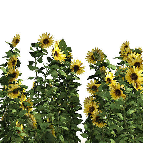 3D model sunflower field VR / AR / low-poly | CGTrader