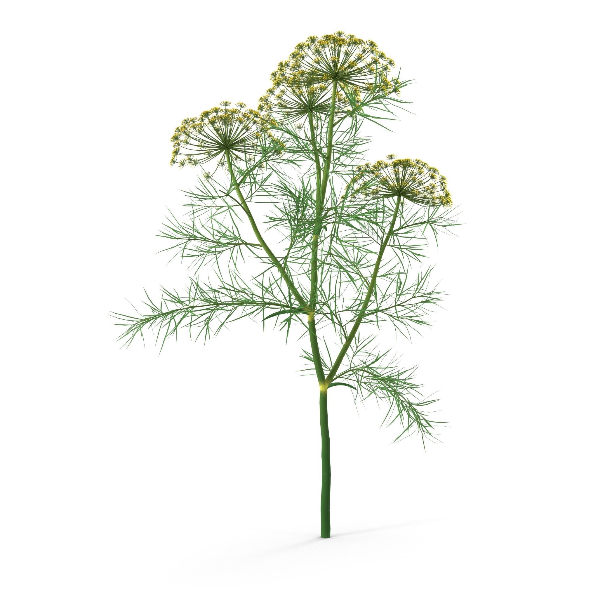 Dill Plant 3D model | CGTrader
