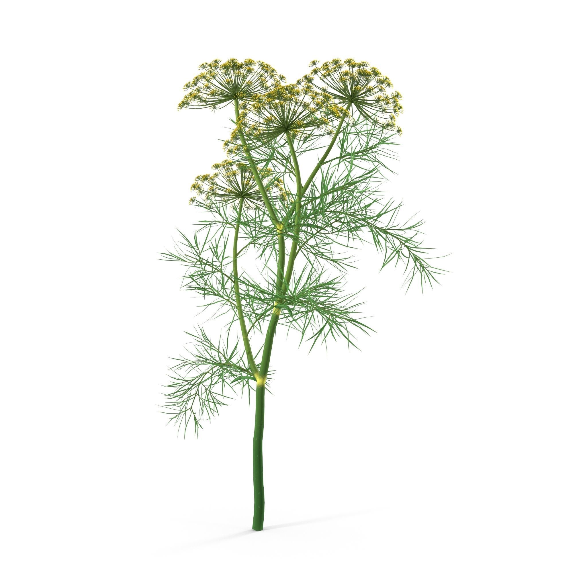 Dill Plant 3D model | CGTrader