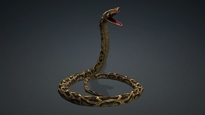 3D model Anaconda Animated VR / AR / low-poly | CGTrader