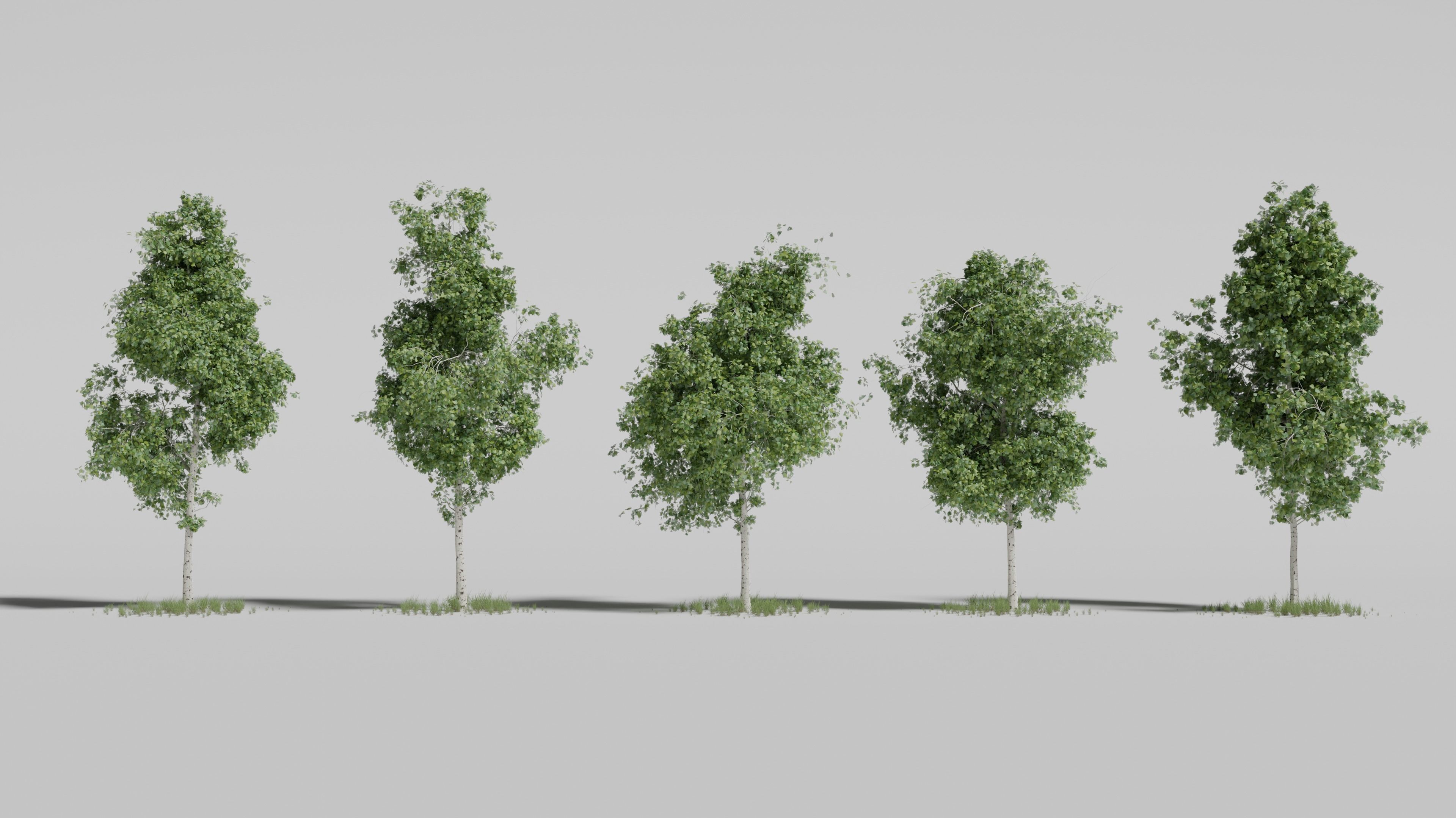 Birch High Resolution Tree Collection 3D model | CGTrader