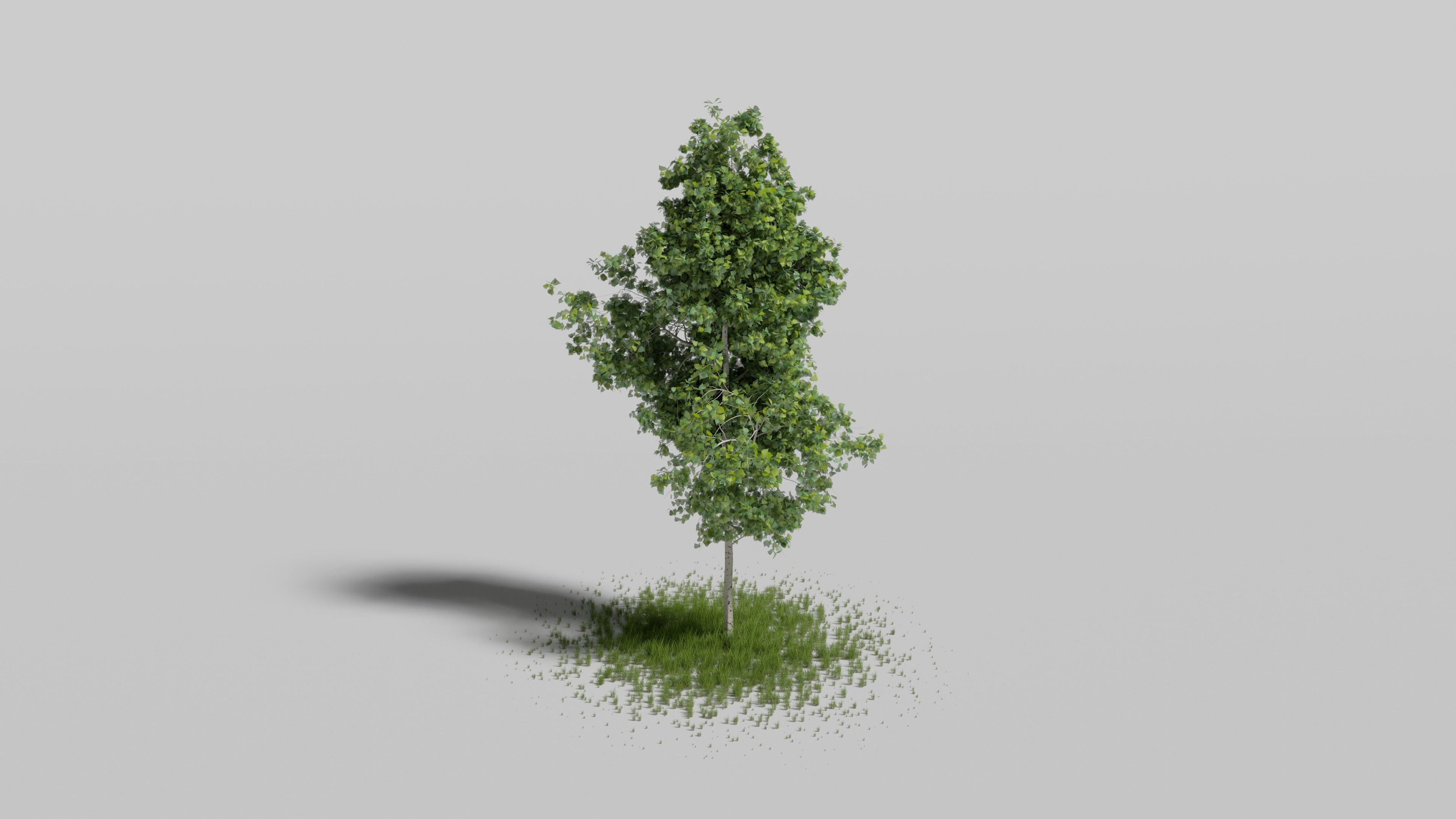 Birch High Resolution Tree Collection 3D model | CGTrader