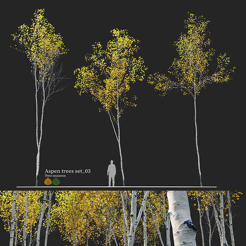 Aspen trees set 03 3D model | CGTrader