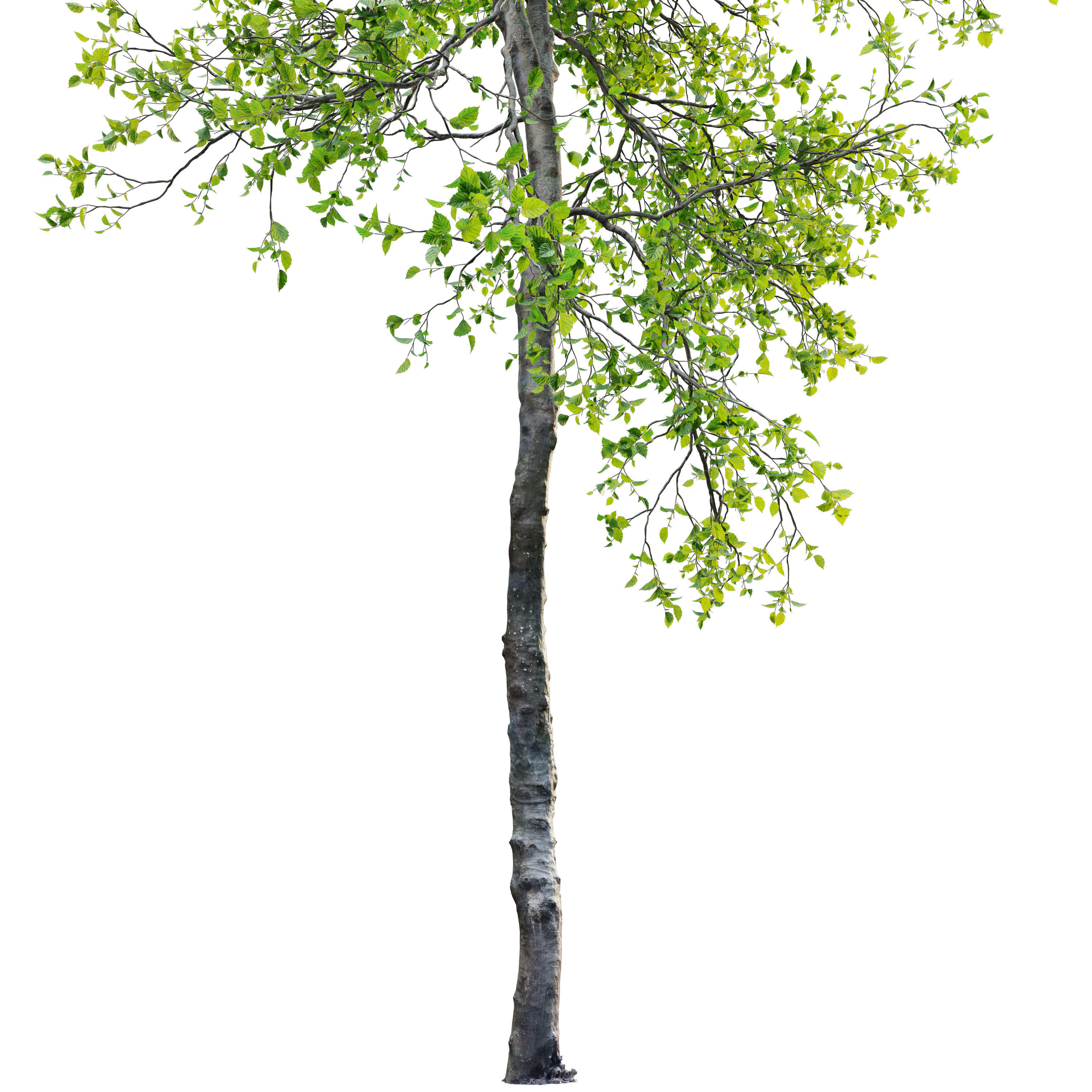 Young beech tree 3D model | CGTrader
