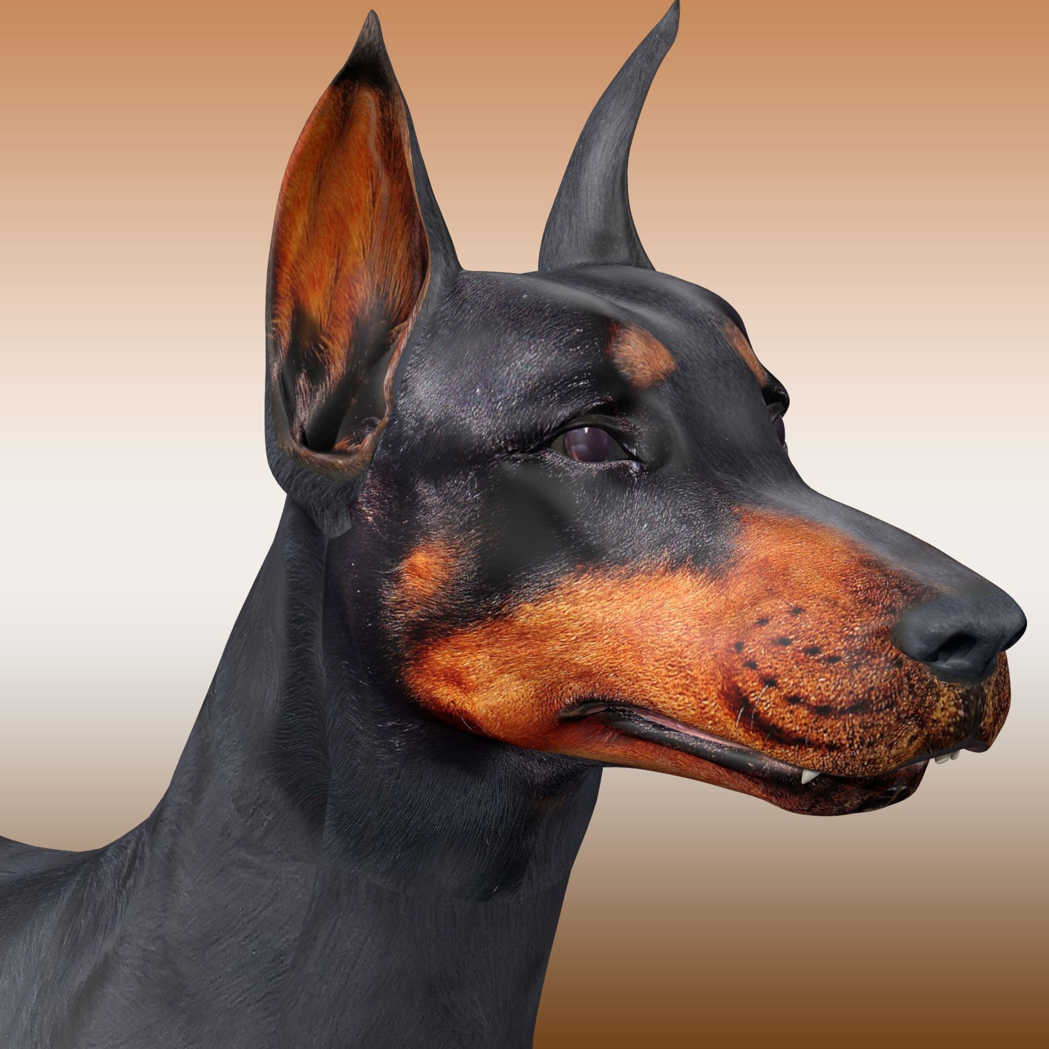 Doberman Dog Rig 3D model rigged | CGTrader
