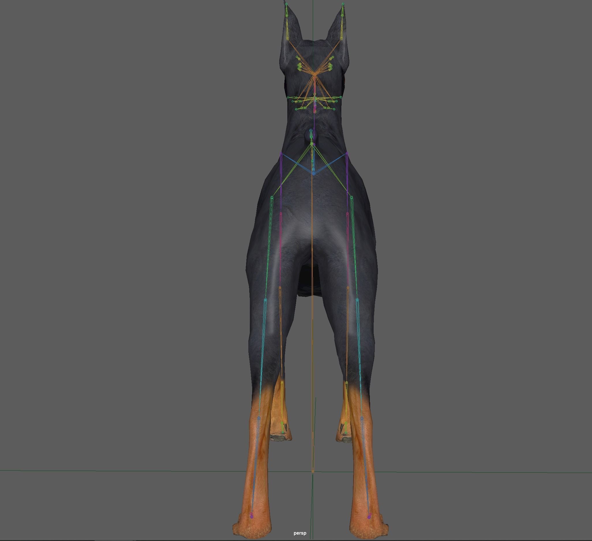 Doberman Dog Rig 3D model rigged | CGTrader