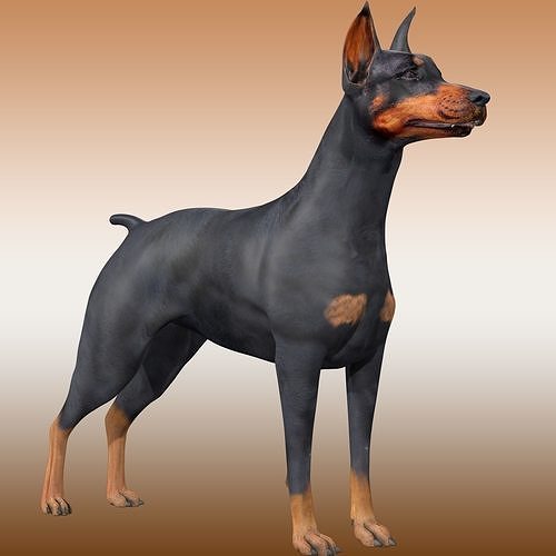 Doberman Dog Rig 3D model rigged | CGTrader