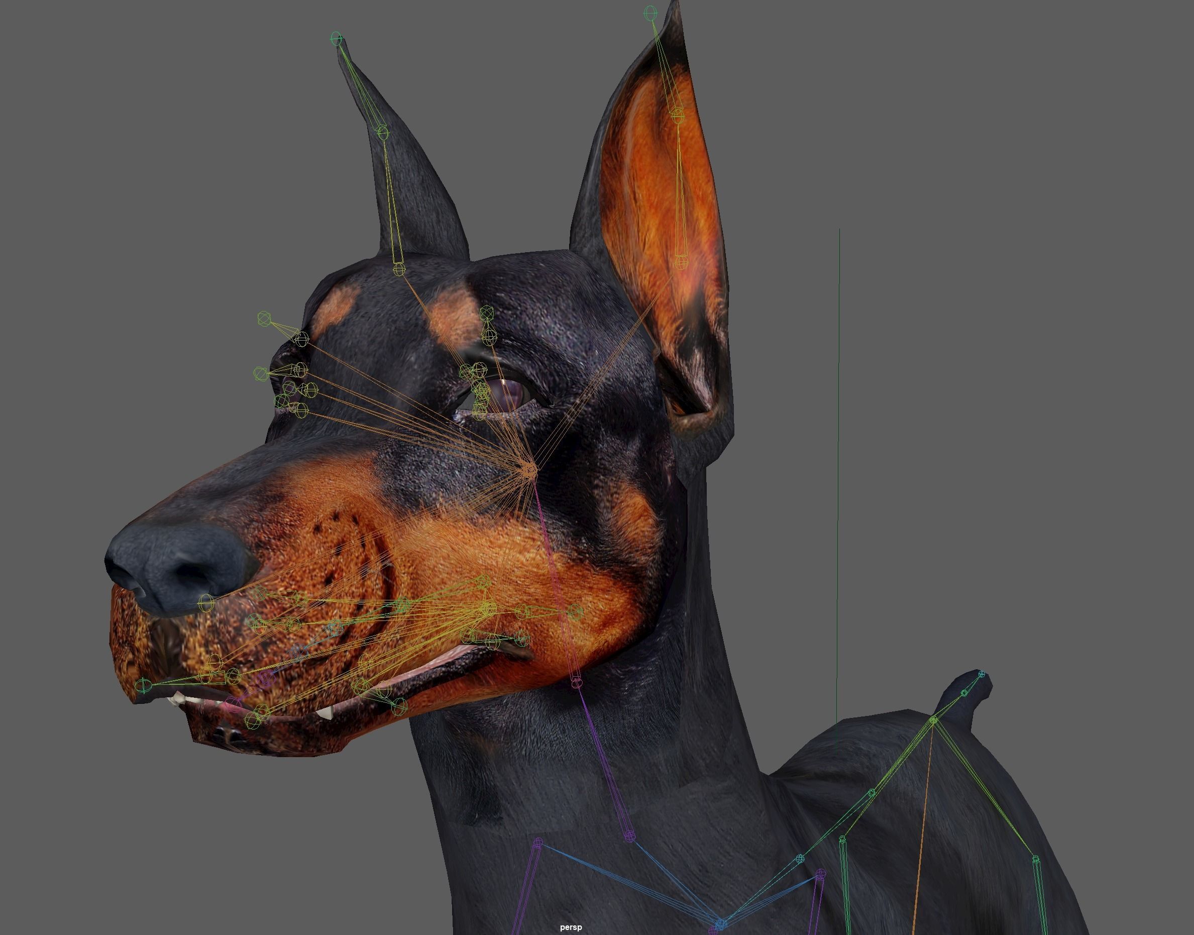 Doberman Dog Rig 3D model rigged | CGTrader