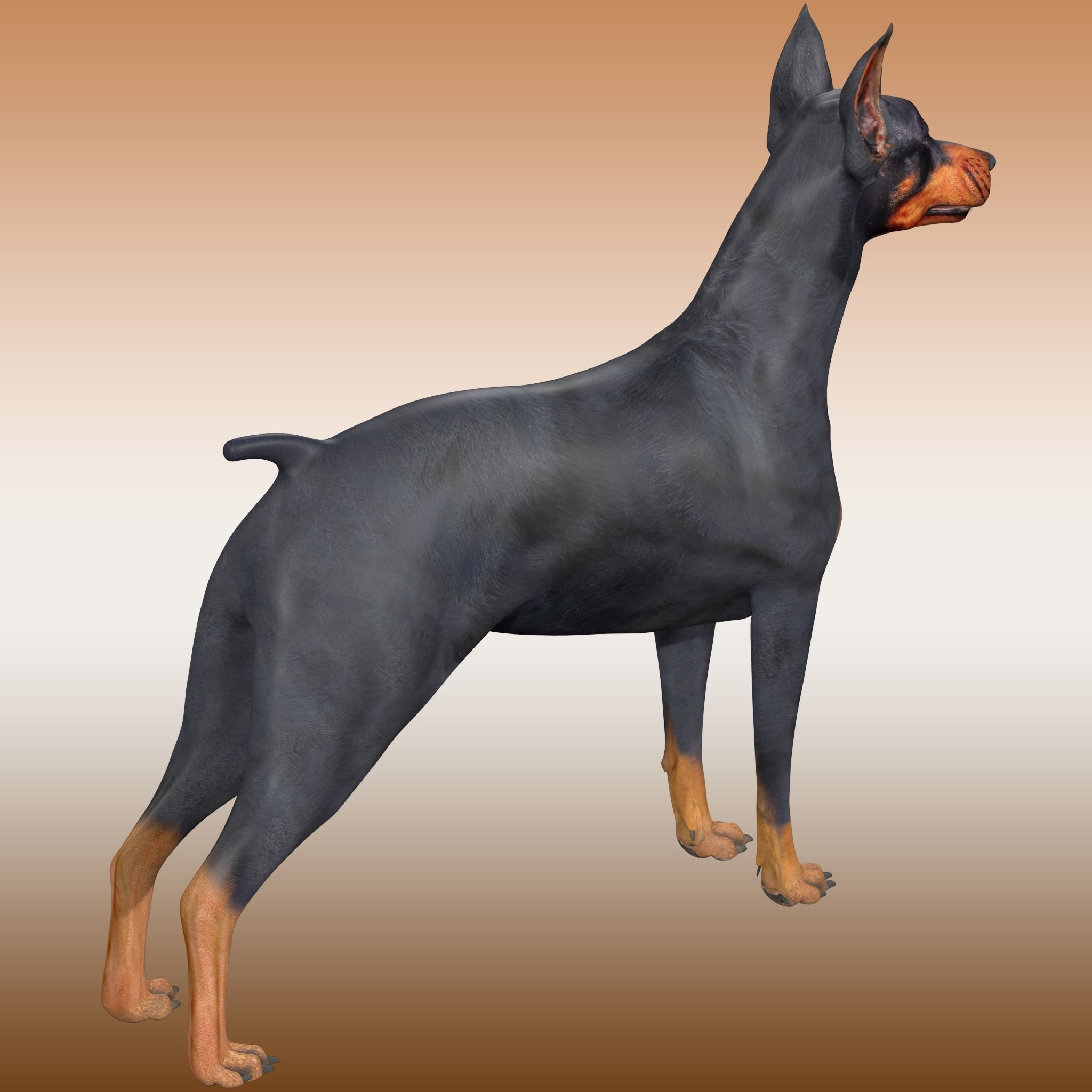 Doberman Dog Rig 3D model rigged | CGTrader