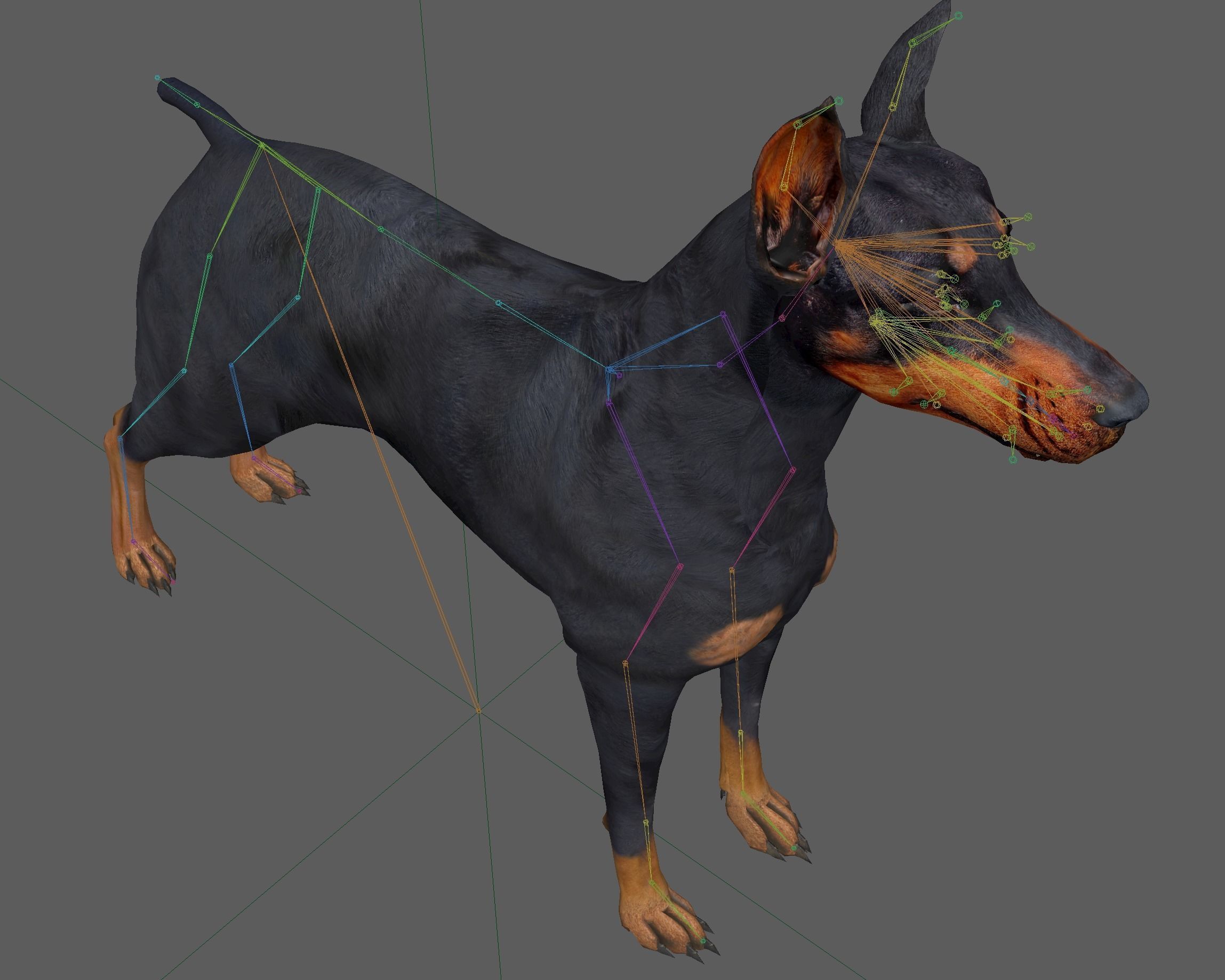 Doberman Dog Rig 3D model rigged | CGTrader