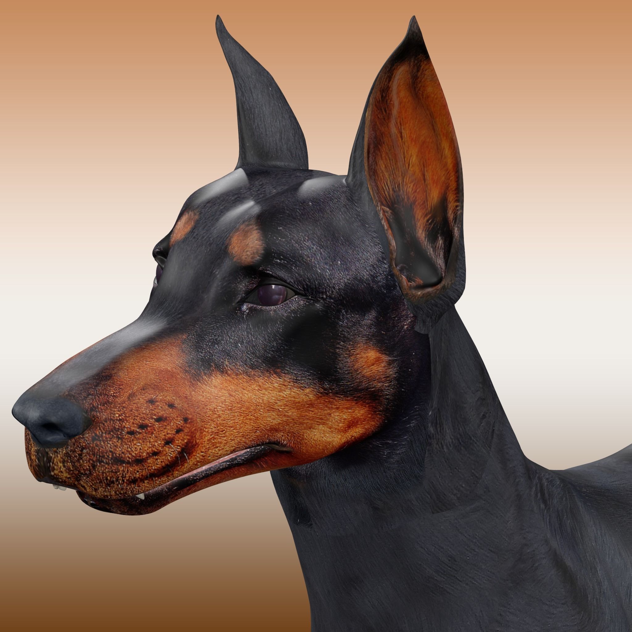 Doberman Dog Rig 3D model rigged | CGTrader