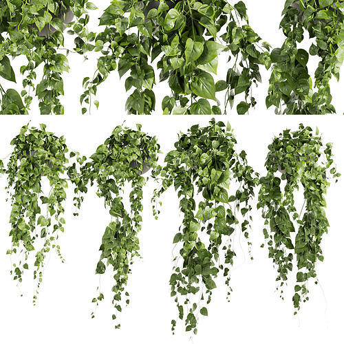 Collection plant vol 412 - pothos - hanging - ampelous 3D model | CGTrader