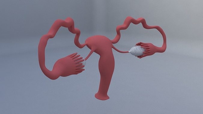 vigina uterus with ball in it 3D model | CGTrader