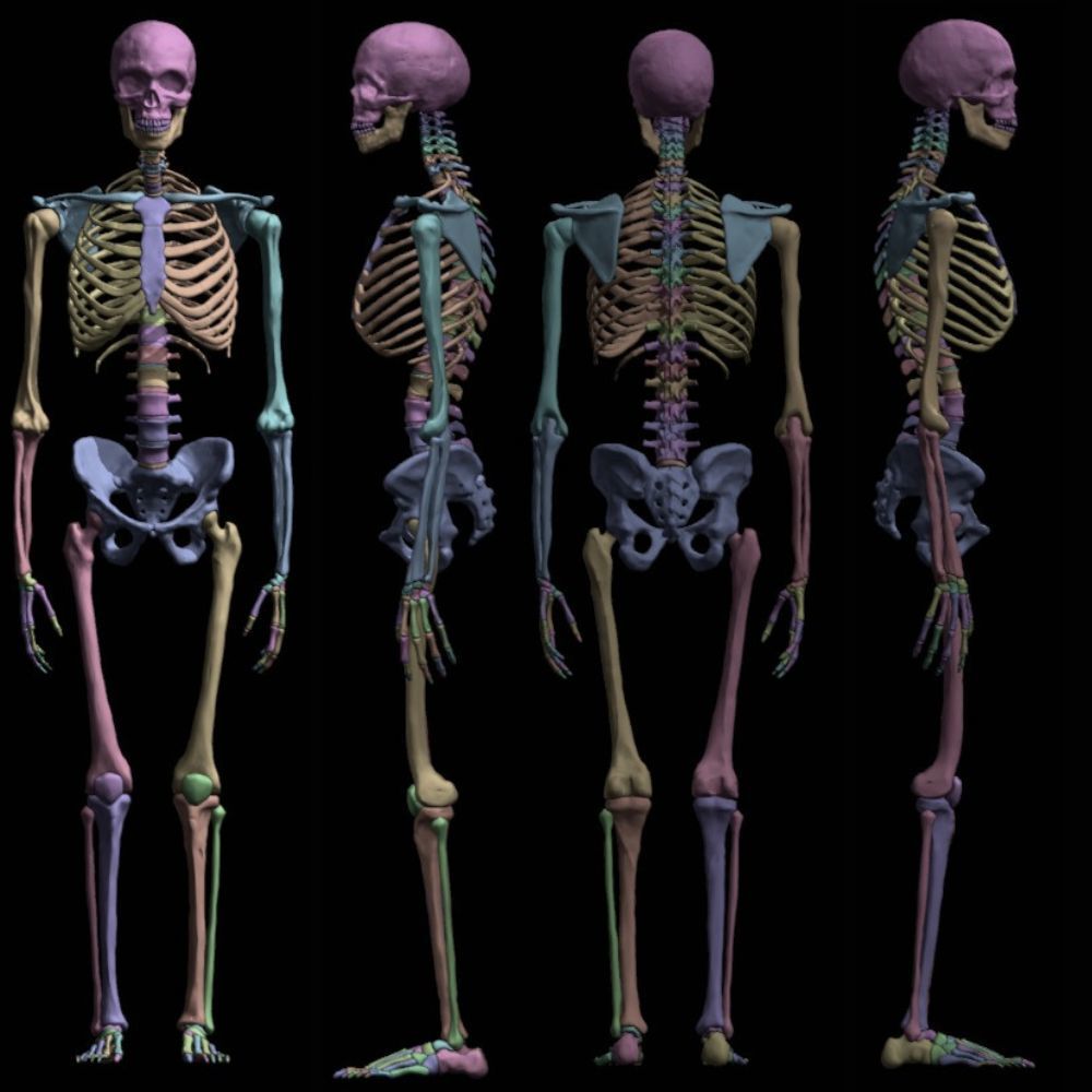 3D model FULL SKELETON WITH SEPARATED MESHS VR / AR / low-poly | CGTrader