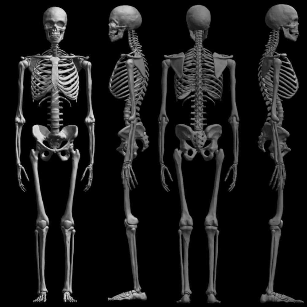 3D model FULL SKELETON WITH SEPARATED MESHS VR / AR / low-poly | CGTrader