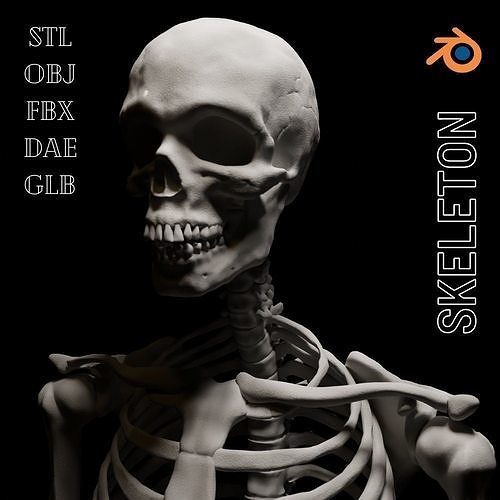 3D model FULL SKELETON WITH SEPARATED MESHS VR / AR / low-poly | CGTrader