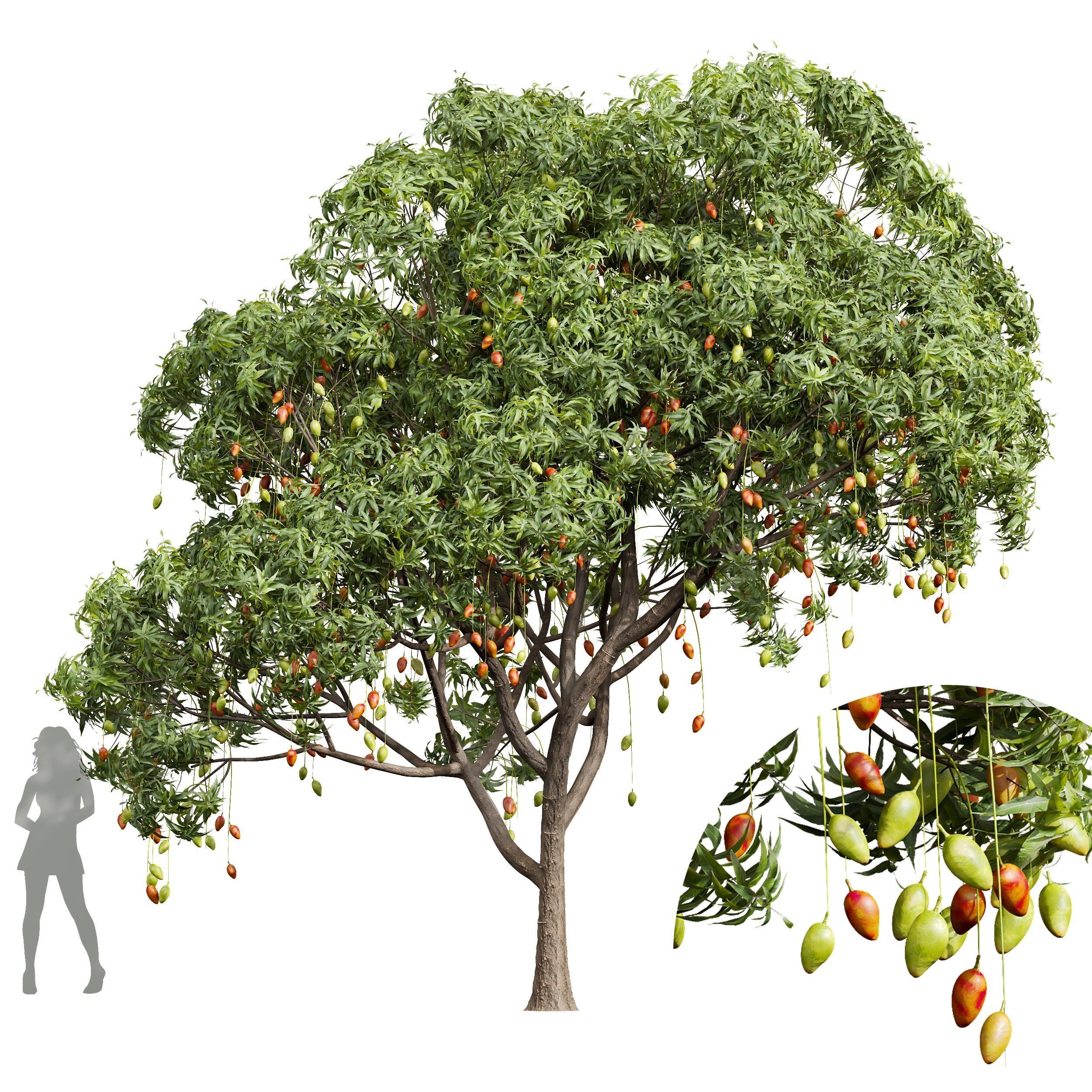 New Plant Mangifera Indica Mango Pear Pyrus Communis Green 3D model ...
