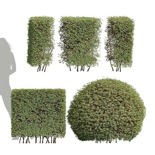 New Plant Pyrrosia Lingua Hedge Sphere Box Hedge 3D model | CGTrader