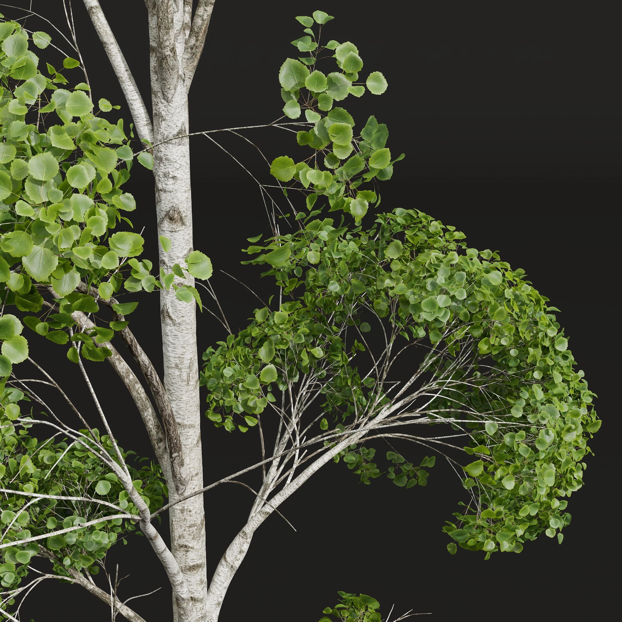 New Plant High detail Populus Tremuloides 2trees 3D model | CGTrader