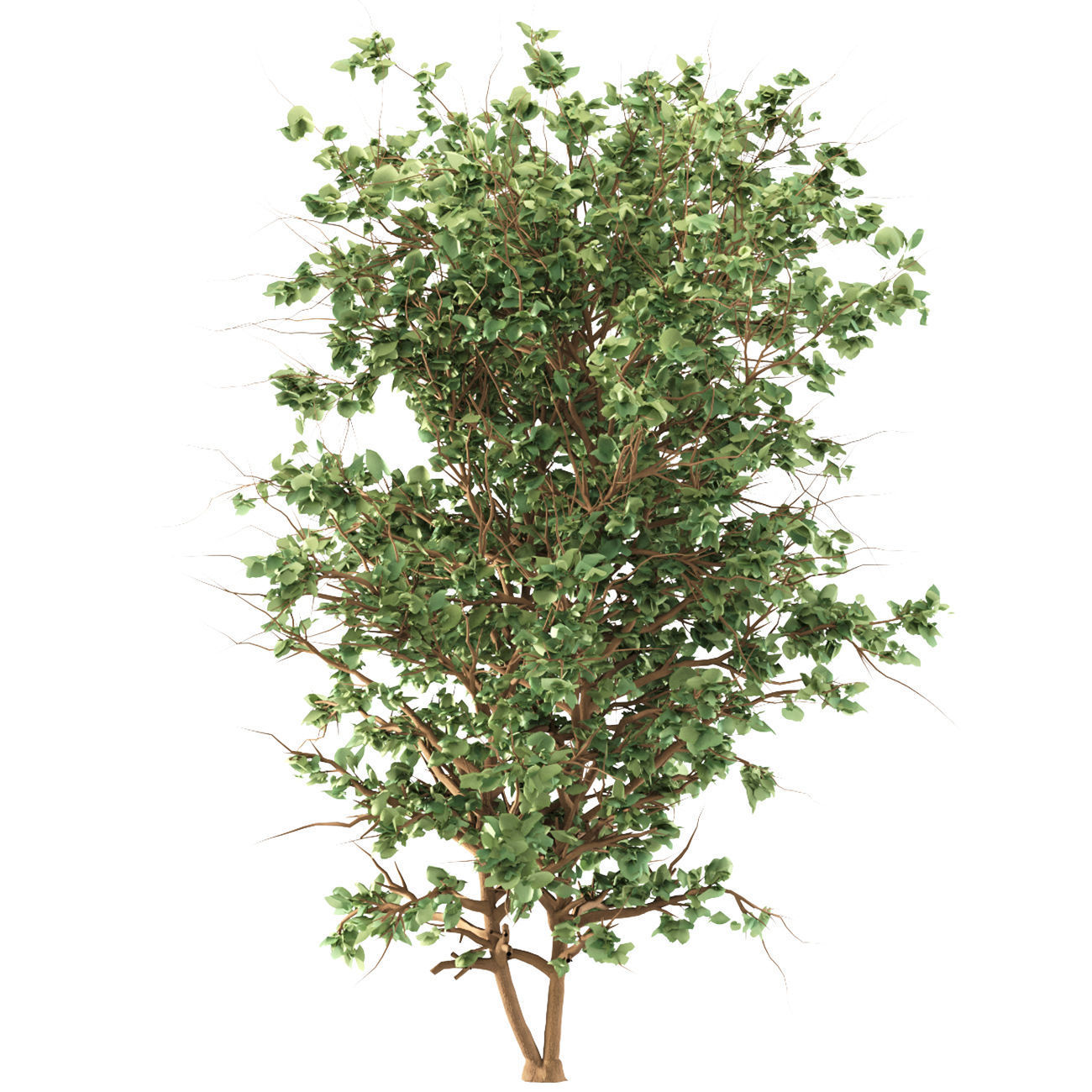 Catalpa Ovata Tree corona and V-ray 3D model | CGTrader