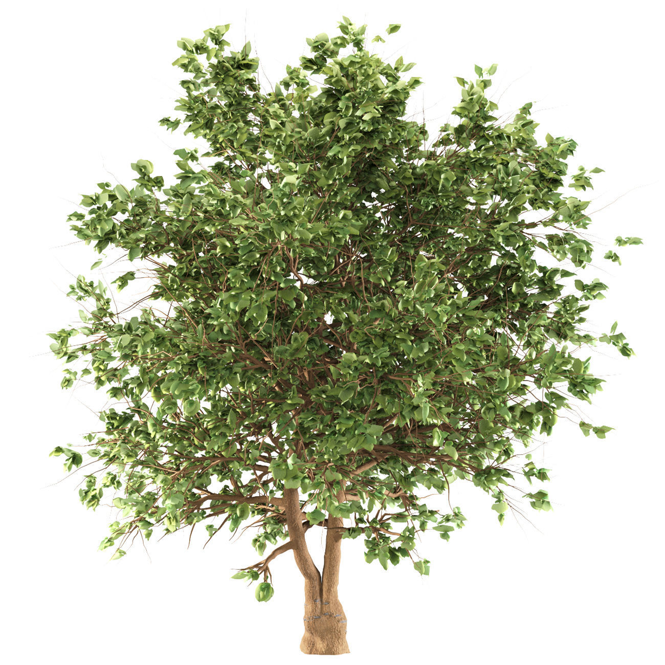 Catalpa Ovata Tree corona and V-ray 3D model | CGTrader