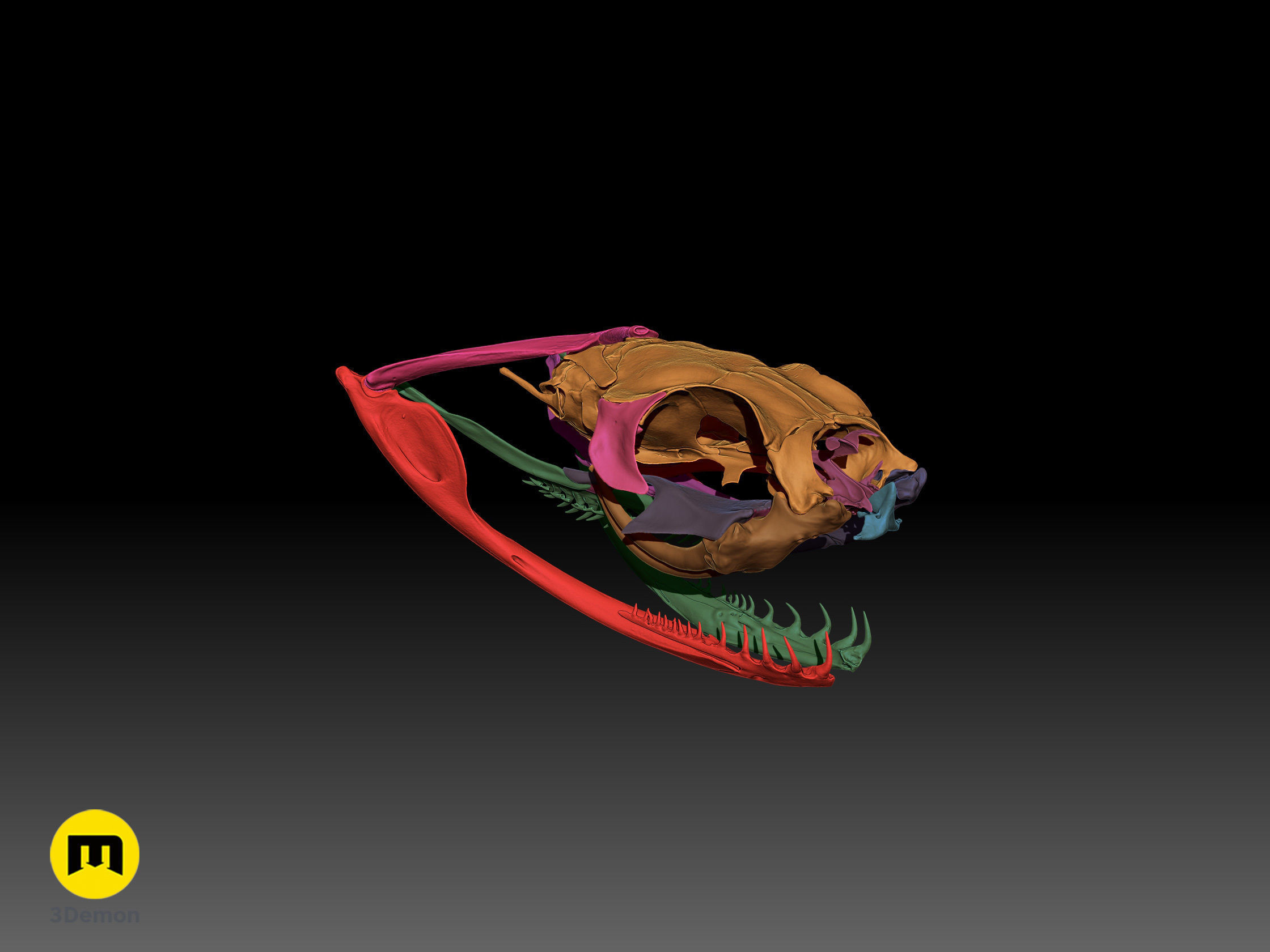 Gaboon Viper Snake Skull free 3D model 3D printable | CGTrader
