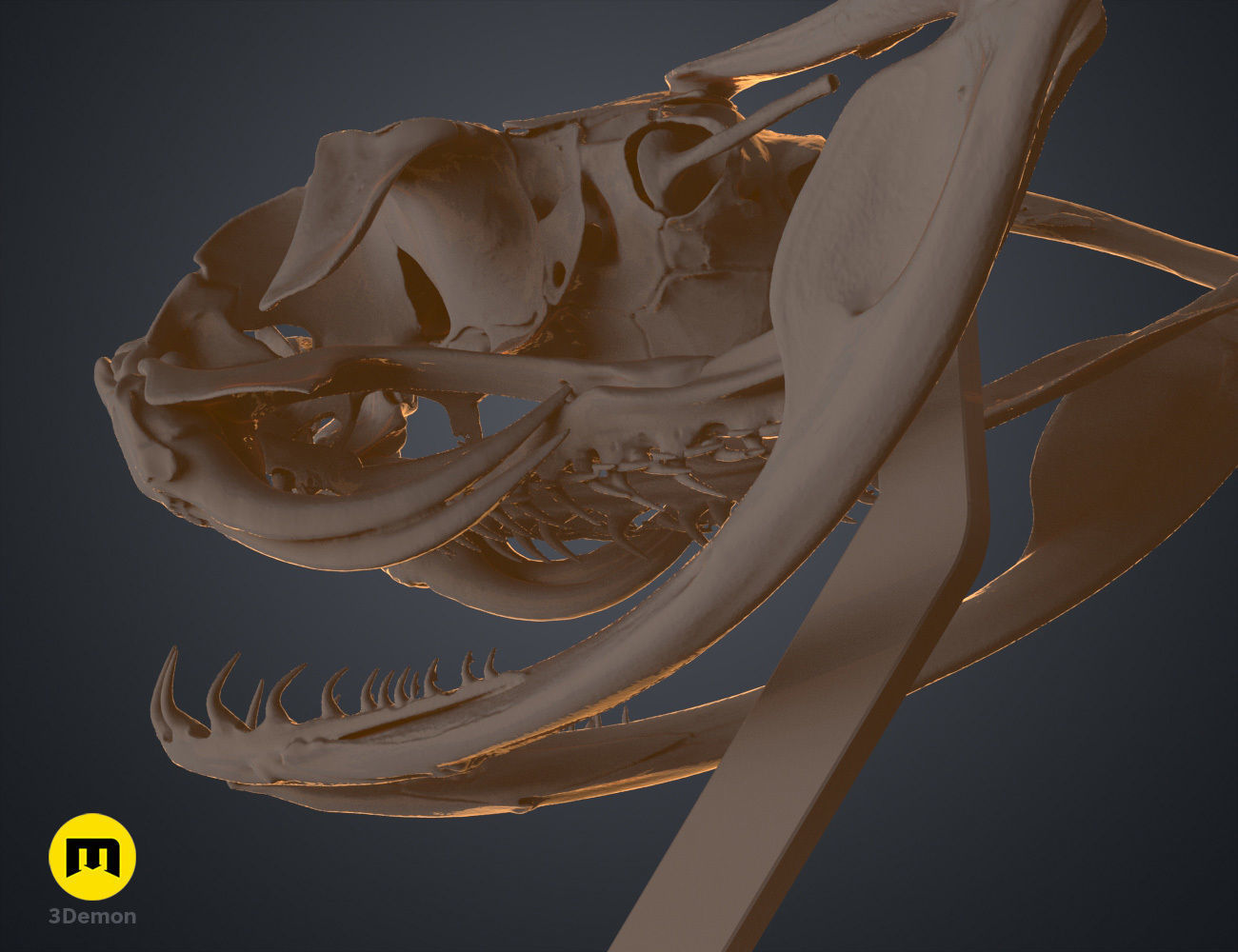 Gaboon Viper Snake Skull free 3D model 3D printable | CGTrader