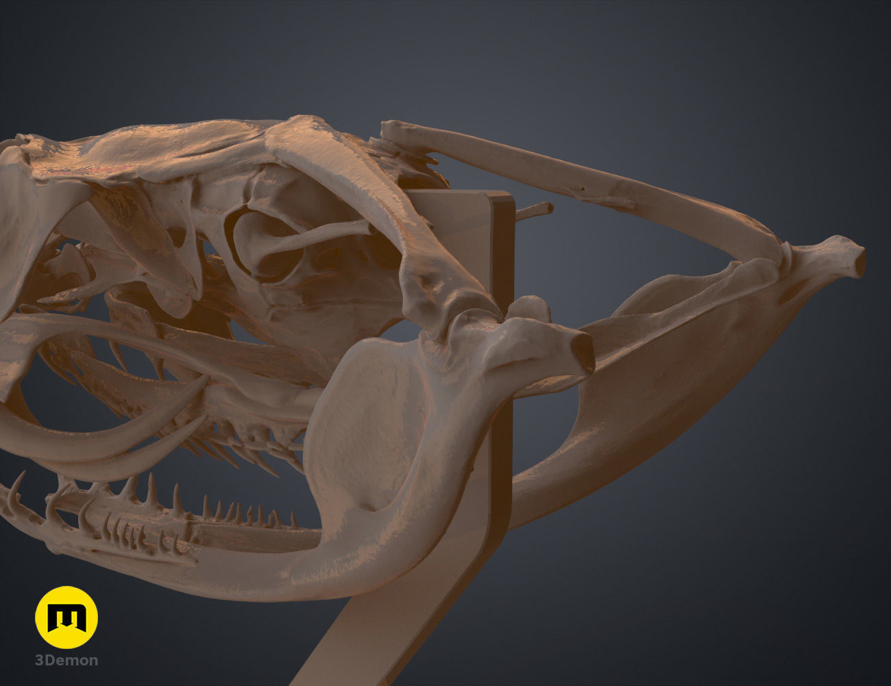 Gaboon Viper Snake Skull free 3D model 3D printable | CGTrader