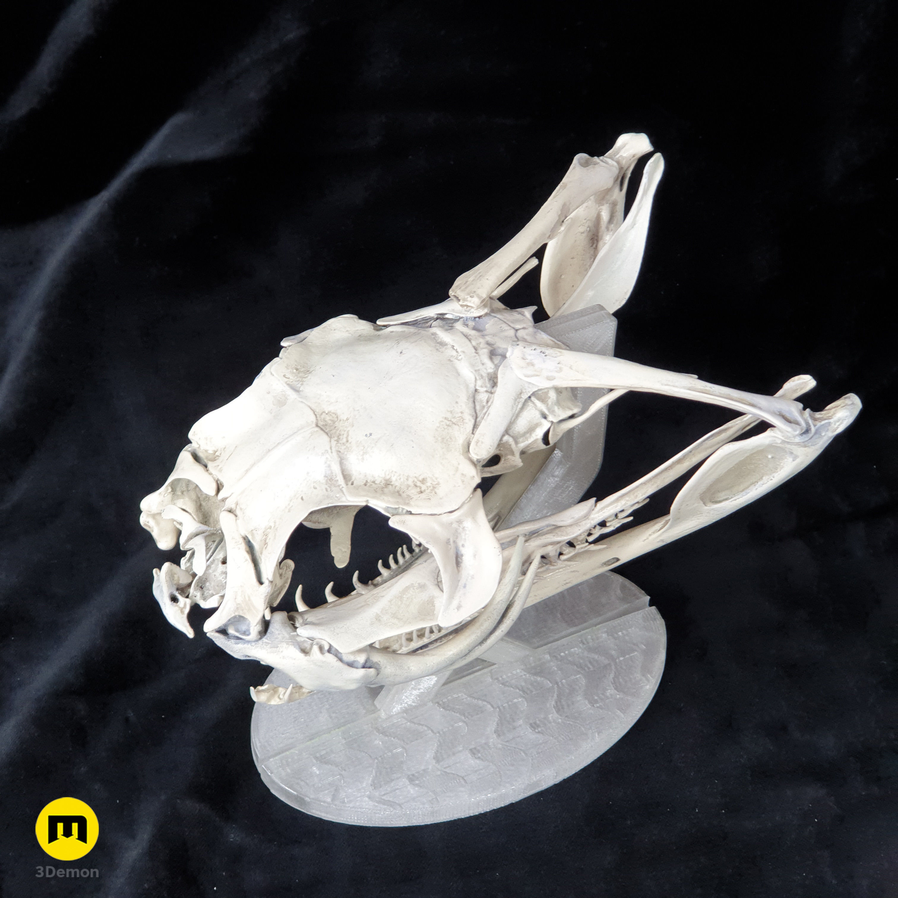 Gaboon Viper Snake Skull free 3D model 3D printable | CGTrader